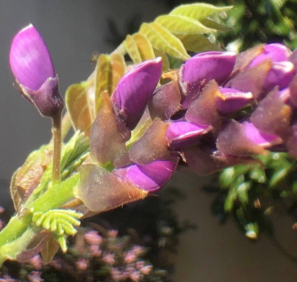 Isabelle Yon - Grains de Possible