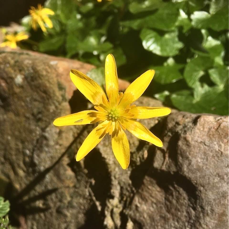 Isabelle Yon - Grains de Possible