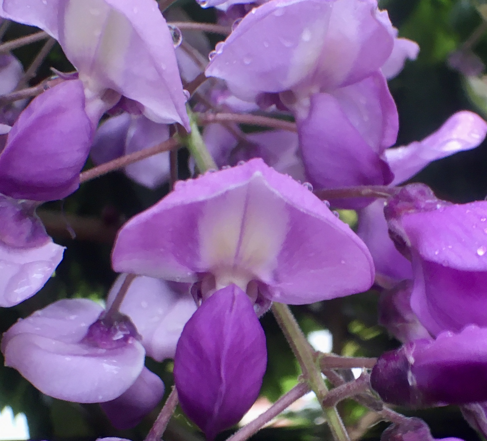 Isabelle Yon - Grains de Possible